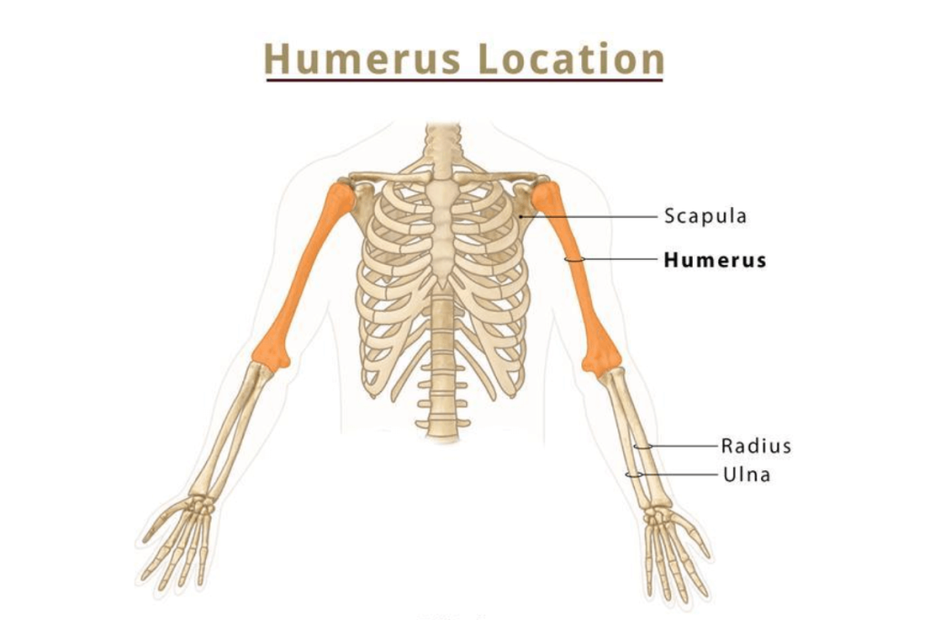 Shoulder stretching exercises